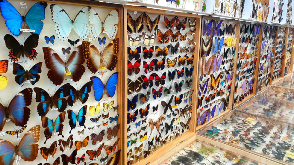 List of Insect Fairs - Date and Place - InsectNet