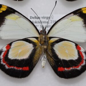 List of Insect Fairs - Date and Place - InsectNet